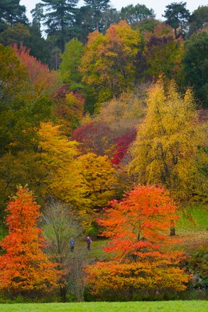 Autumn Colours Winkworth Arboretum Editorial Stock Photo - Stock Image ...
