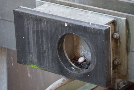 Curious Nesting Site Pigeon Breeds Buffer Editorial Stock Photo - Stock ...