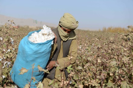 Afghan Farmer Harvests Cotton Cotton Field Editorial Stock Photo ...
