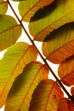 Autumn Leaf Staghorn Sumac Rhus Typhina Editorial Stock Photo - Stock ...