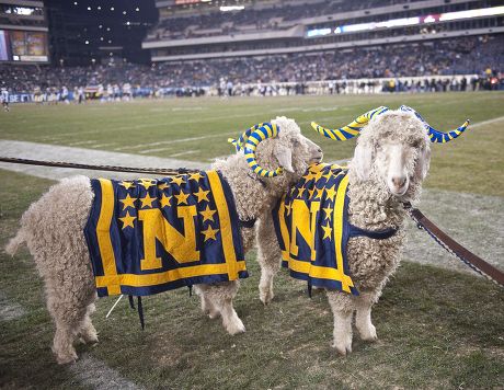 Us Naval Academy Goat Mascots Billy Editorial Stock Photo - Stock Image ...