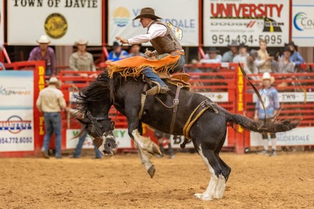 250 Cowboy roping bull Stock Pictures, Editorial Images and Stock ...
