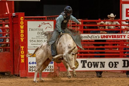 250 Cowboy roping bull Stock Pictures, Editorial Images and Stock ...
