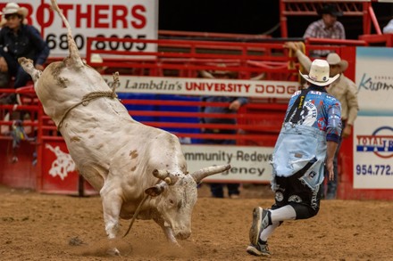 250 Cowboy roping bull Stock Pictures, Editorial Images and Stock ...