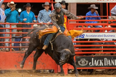 250 Cowboy roping bull Stock Pictures, Editorial Images and Stock ...