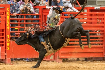 250 Cowboy roping bull Stock Pictures, Editorial Images and Stock ...