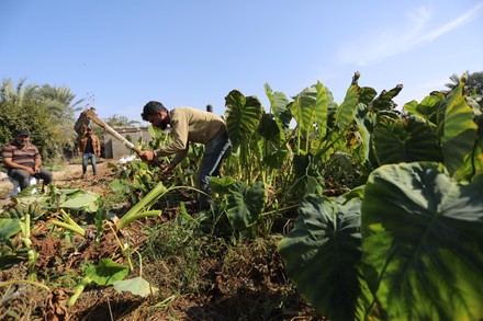 Palestinian Farmers Harvest Colocasia Gaza City Editorial Stock Photo ...