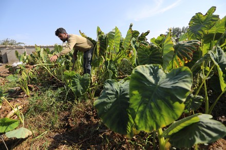 Palestinian Farmers Harvest Colocasia Gaza City Editorial Stock Photo ...