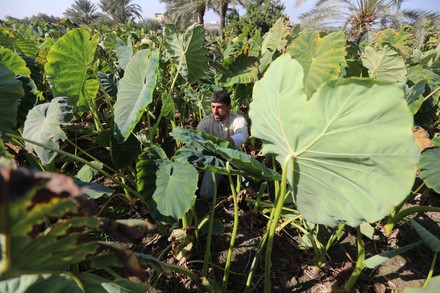 __COUNT__ Palestinian farmers harvest colocasia, Gaza city, Gaza Strip ...