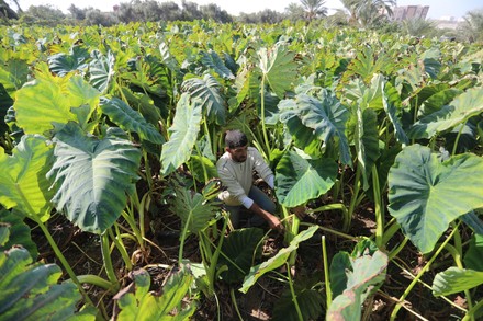 Palestinian Farmers Harvest Colocasia Gaza City Editorial Stock Photo ...