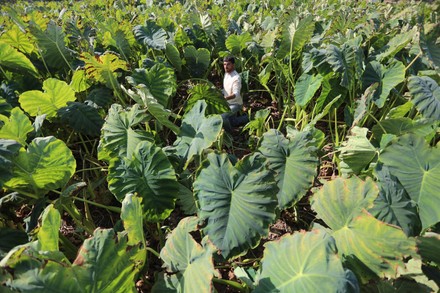 Palestinian Farmers Harvest Colocasia Gaza City Editorial Stock Photo ...