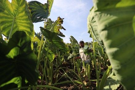 Palestinian Farmers Harvest Colocasia Gaza City Editorial Stock Photo ...