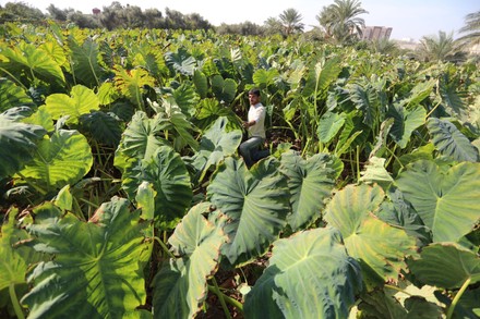 Palestinian Farmers Harvest Colocasia Gaza City Editorial Stock Photo ...
