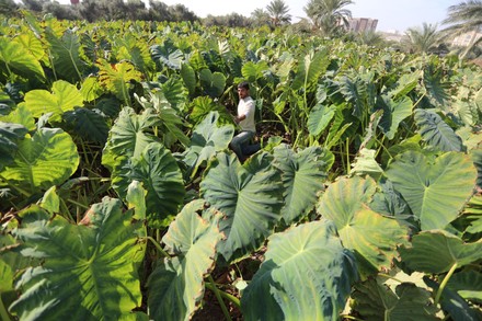 Palestinian Farmers Harvest Colocasia Gaza City Editorial Stock Photo ...
