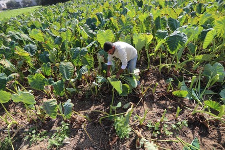 Palestinian Farmers Harvest Colocasia Gaza City Editorial Stock Photo ...