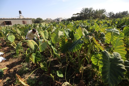 Palestinian Farmers Harvest Colocasia Gaza City Editorial Stock Photo ...