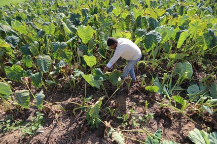 Palestinian Farmers Harvest Colocasia Gaza City Editorial Stock Photo ...