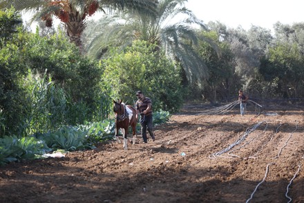 Palestinian Farmers Harvest Colocasia Gaza City Editorial Stock Photo ...