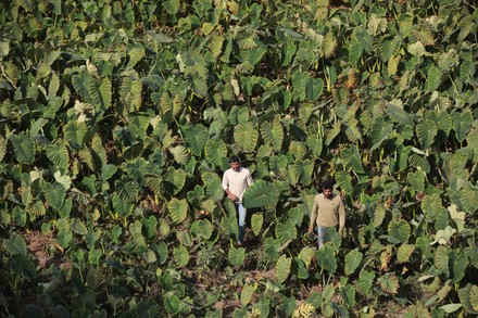 Palestinian Farmers Harvest Colocasia Gaza City Editorial Stock Photo ...