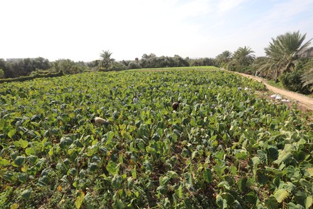 Palestinian Farmers Harvest Colocasia Gaza City Editorial Stock Photo ...