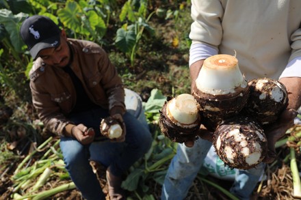 Palestinian Farmers Harvest Colocasia Gaza City Editorial Stock Photo ...