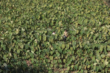 Palestinian Farmers Harvest Colocasia Gaza City Editorial Stock Photo ...