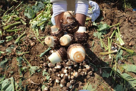 Palestinian Farmers Harvest Colocasia Gaza City Editorial Stock Photo ...