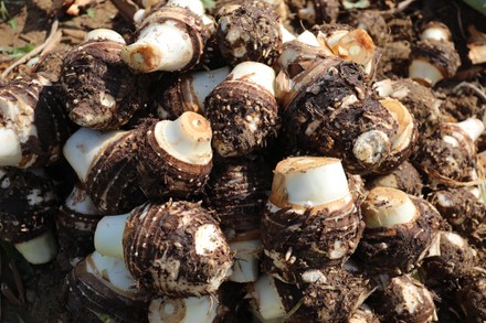 Palestinian Farmers Harvest Colocasia Gaza City Editorial Stock Photo ...