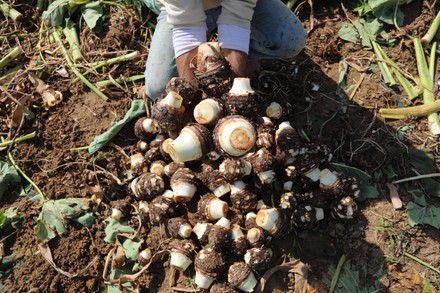 Palestinian Farmers Harvest Colocasia Gaza City Editorial Stock Photo ...