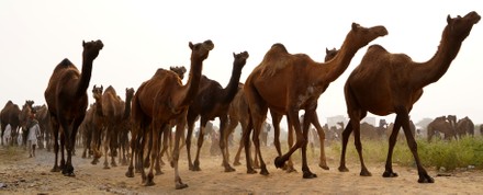 250 Camel traders Stock Pictures, Editorial Images and Stock Photos ...