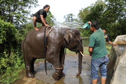 Elephant Guards Take Care Wild Elephant - Foto de stock de contenido ...