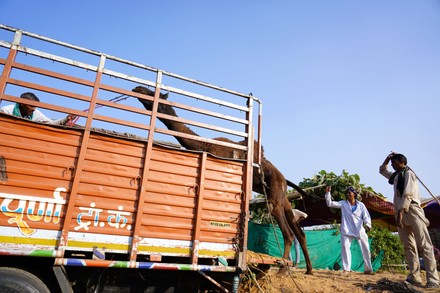 Indian Camel Trader Loads Camel Truck Editorial Stock Photo - Stock ...