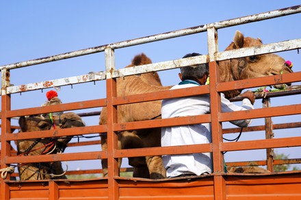 Indian Camel Trader Loads Camel Truck Editorial Stock Photo - Stock ...
