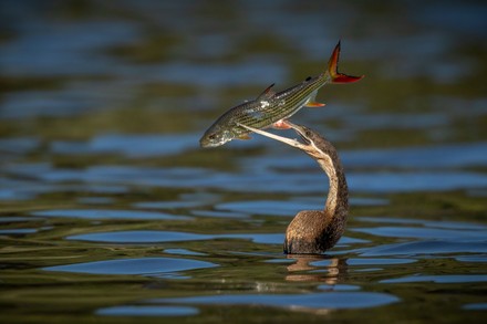Bird Looks Like Has Fish Head Editorial Stock Photo - Stock Image ...