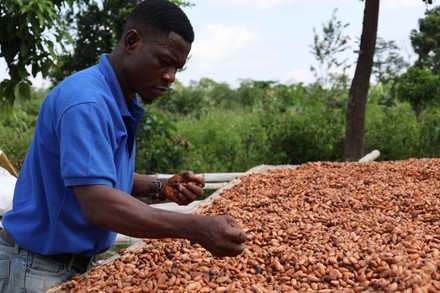Ghanaian Farmer Dries Cocoa Beans Under Editorial Stock Photo - Stock ...