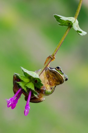 imágenes de Frog swings like Tarzan, Mersin University, Turkey - 16 Nov ...