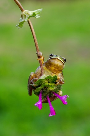 Little Green Frog Happily Rocks Back Editorial Stock Photo - Stock ...