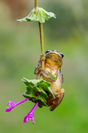 imágenes de Frog swings like Tarzan, Mersin University, Turkey - 16 Nov ...