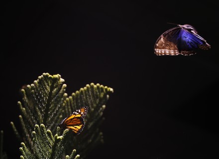 Butterfly Conservatory at AMNH in New York, United States - 17 Nov 2021 ...