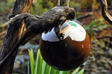 __COUNT__ Emperor Tamarin monkey's enjoy Christmas pudding at London ...