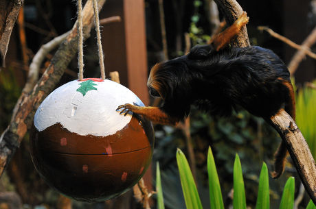Emperor Tamarin Monkey Christmas Pudding Editorial Stock Photo - Stock ...