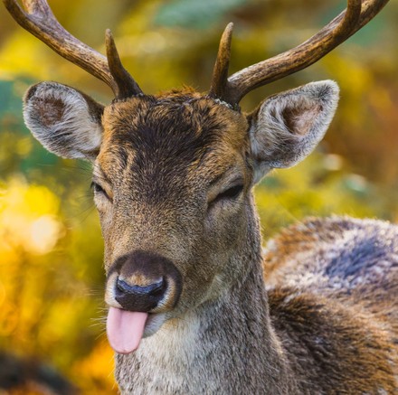 500 Pokes tongue out Stock Pictures, Editorial Images and Stock Photos ...