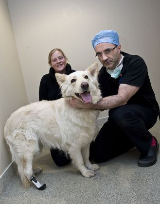 Bionic vet Noel Fitzpatrick fits German Shepherd Mitzy with new ...