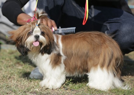 Shih Tzu Gets Hair Combed During Editorial Stock Photo - Stock Image ...