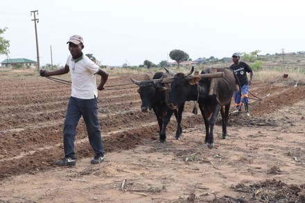 Farmers Use Cattle Plough Land They Editorial Stock Photo - Stock Image ...