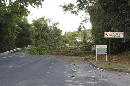 Road Blocked By Trees Editorial Stock Photo - Stock Image | Shutterstock