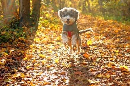 Cookie Cockapoo Dog Enjoys Chilly Lovely Editorial Stock Photo - Stock ...