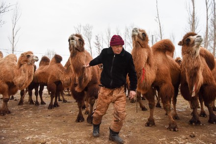 Breeder Leads Camel Milking Fuhai County Editorial Stock Photo - Stock ...