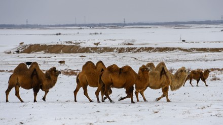Camels Forage On Pasture Fuhai County Editorial Stock Photo - Stock ...
