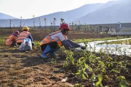 Workers Plant Aquatic Plants Fishway Auxiliary Editorial Stock Photo ...